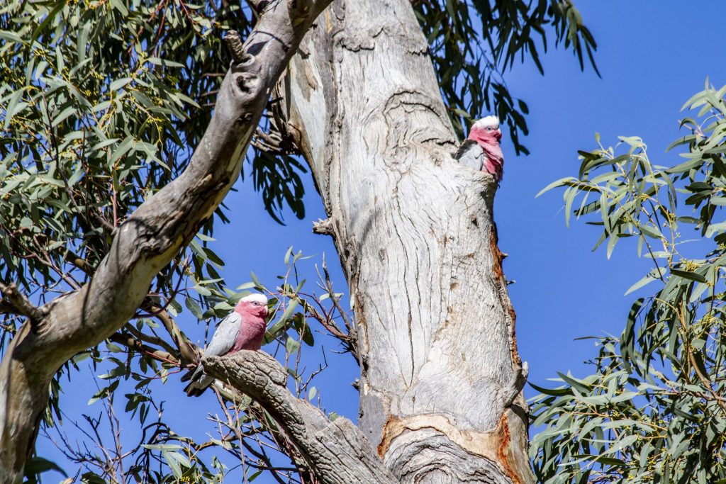 STAY - Welcome to Carrieton